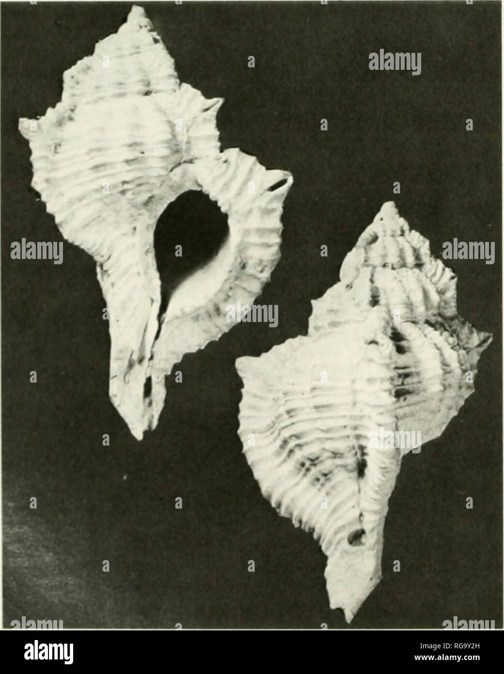 Eight whorls hi-res stock photography and images - Alamy