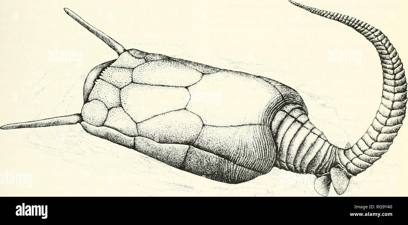 Styloids hi-res stock photography and images - Alamy