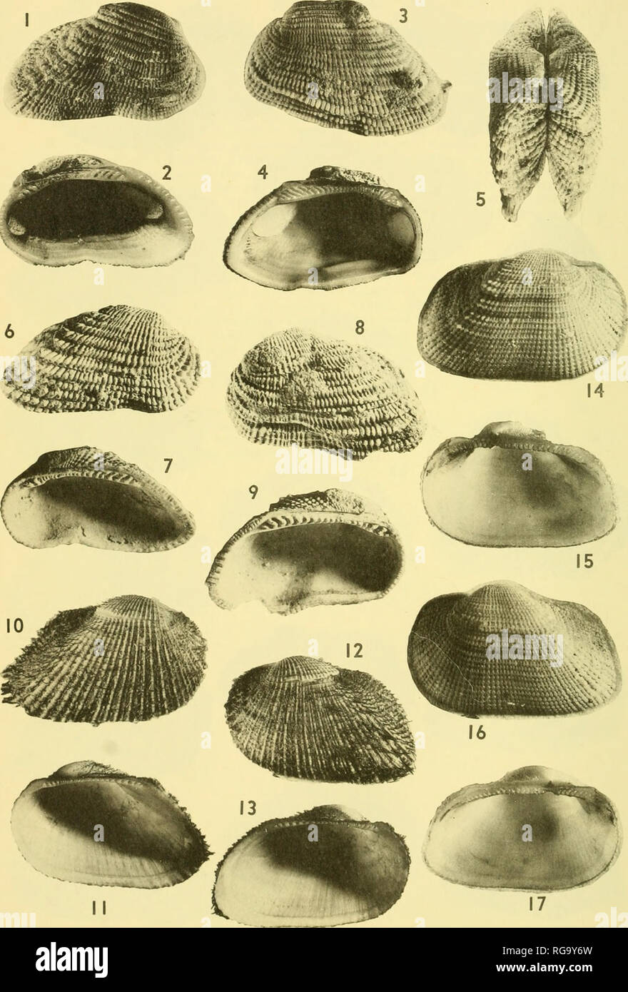 . Bulletins of American paleontology. Bull. Amer. Paleont., Vol. 45 ...