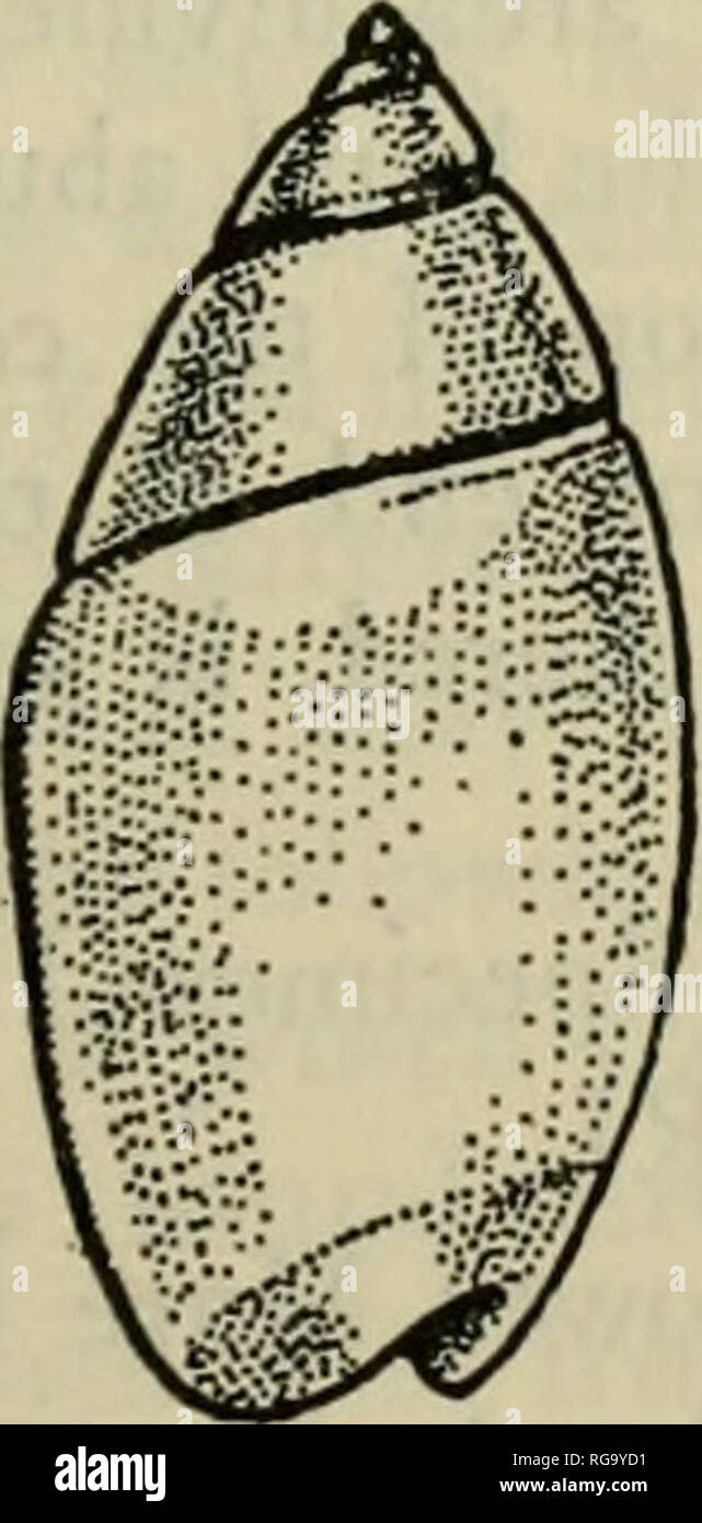 Olivella shell hi-res stock photography and images - Alamy