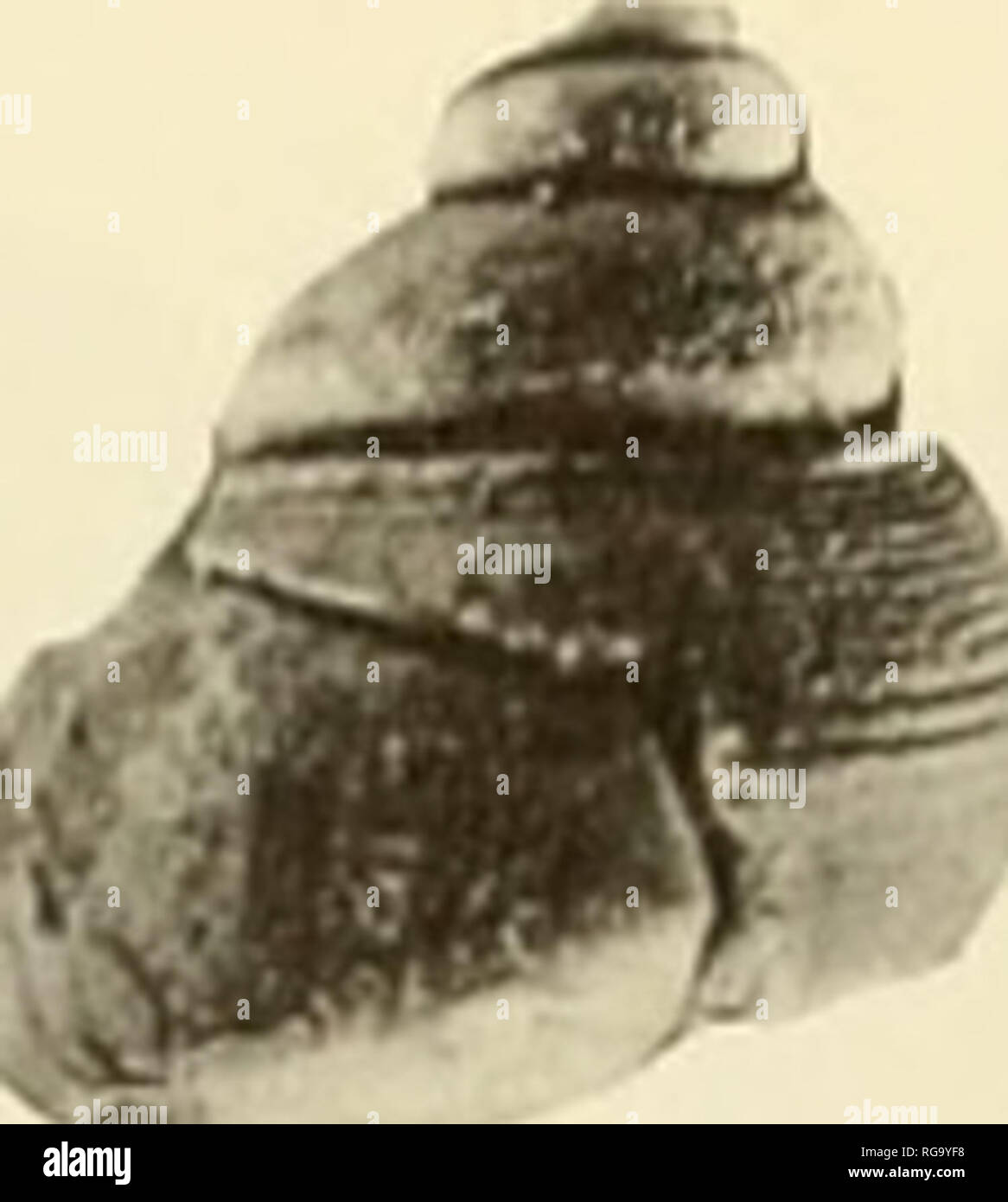 . Bulletins of American paleontology. Bull. Amer. Paleont., Vol. 71 ...