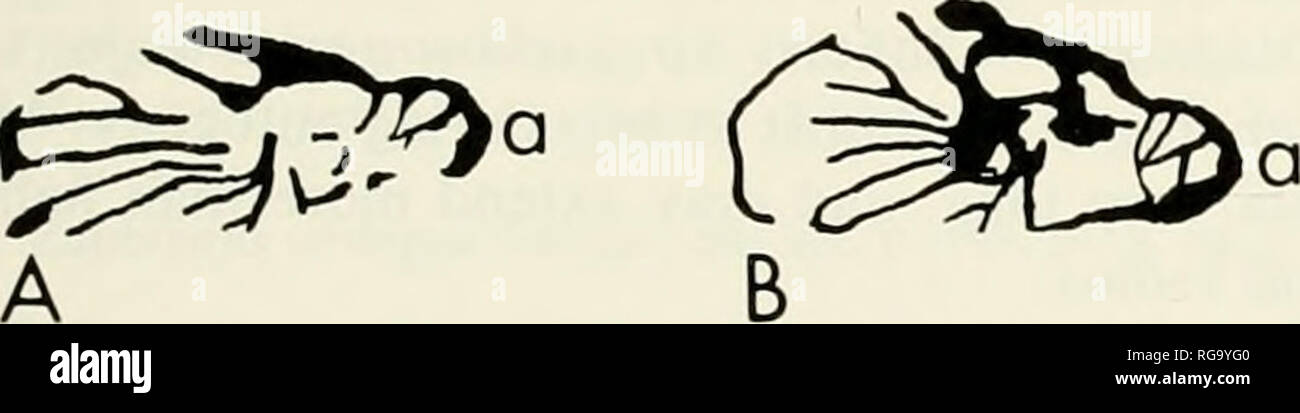 . Bulletins of American paleontology. Ordovician Rugose Corals: Elias ...