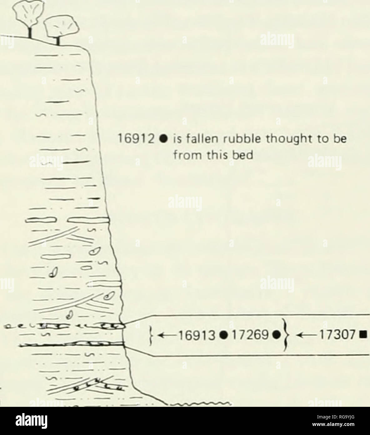 . Bulletins of American paleontology. 90 Bulletin 334 16912 â¢ is ...