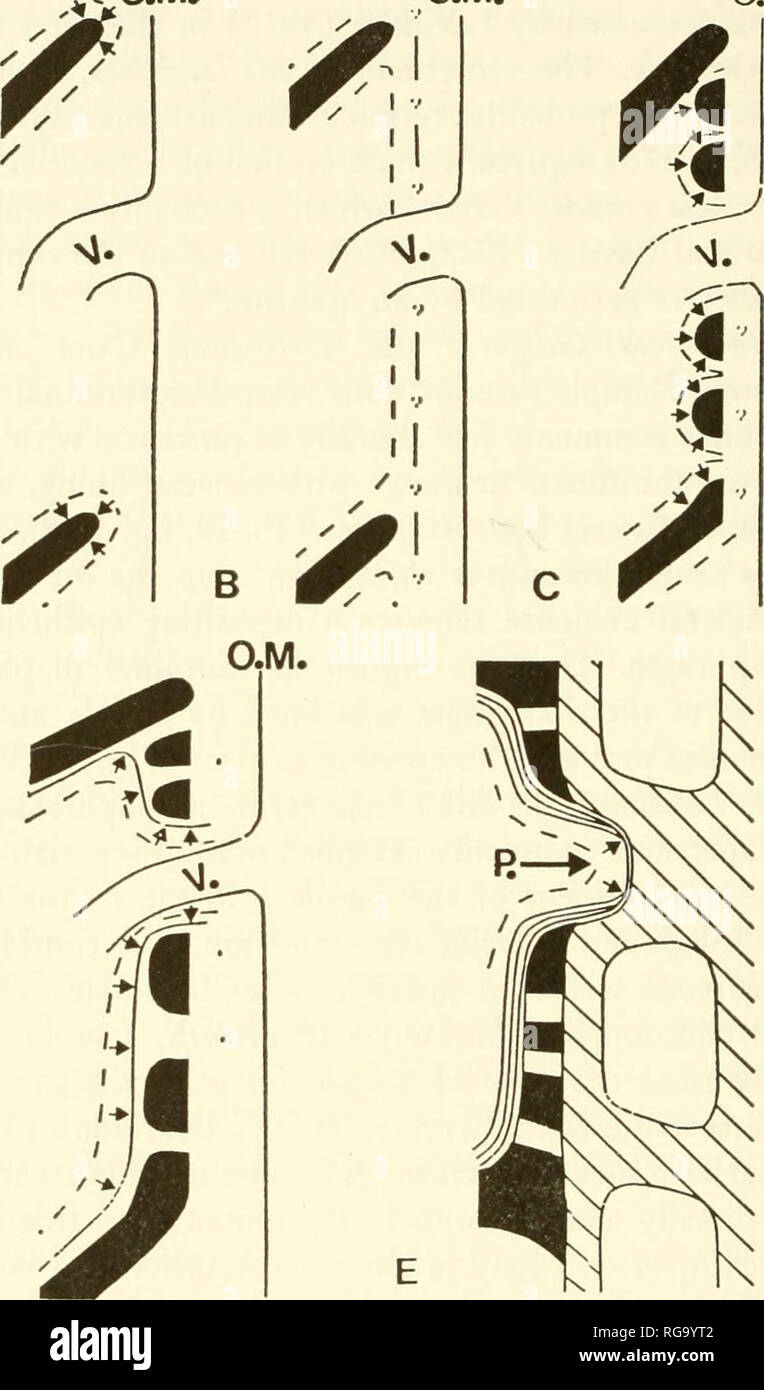. Bulletins of American paleontology. 34 Bulletin 291 aM. O.M.. O.M. D ...