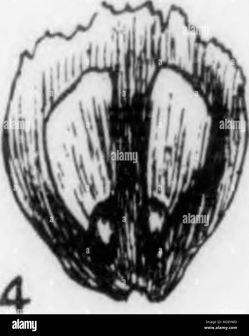 Twi of a spruce tree hi-res stock photography and images - Alamy