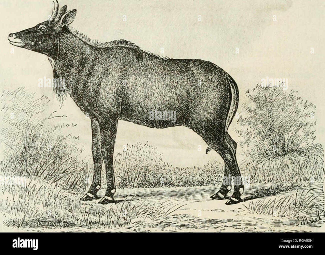 Portax picta hi-res stock photography and images - Alamy