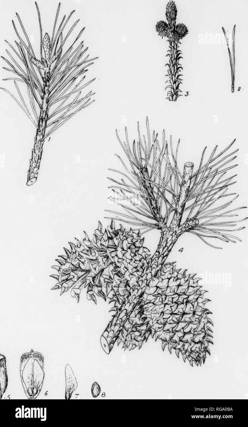 . Bulletin (Pennsylvania Department of Forestry), no. 11. Forests and ...