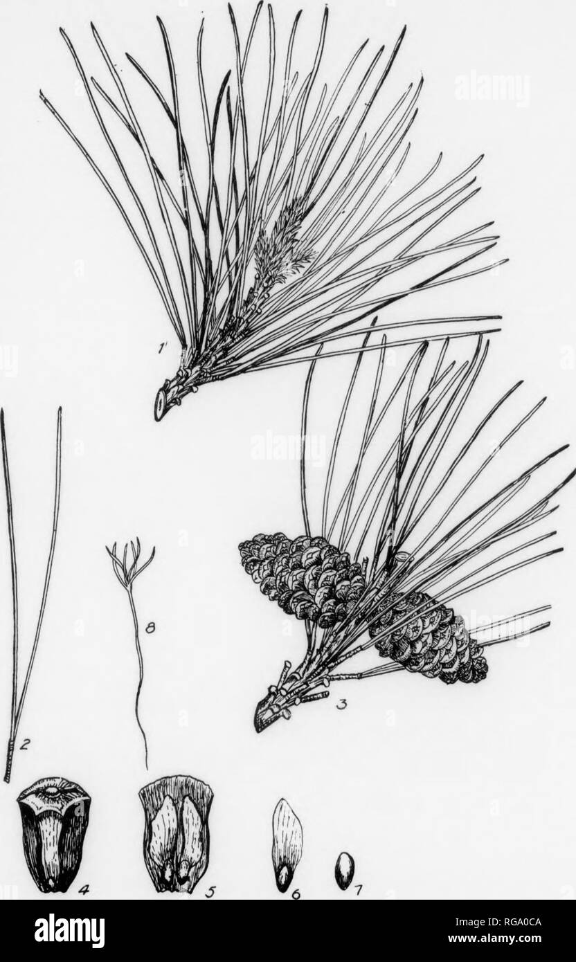 Tall forb Black and White Stock Photos & Images - Alamy