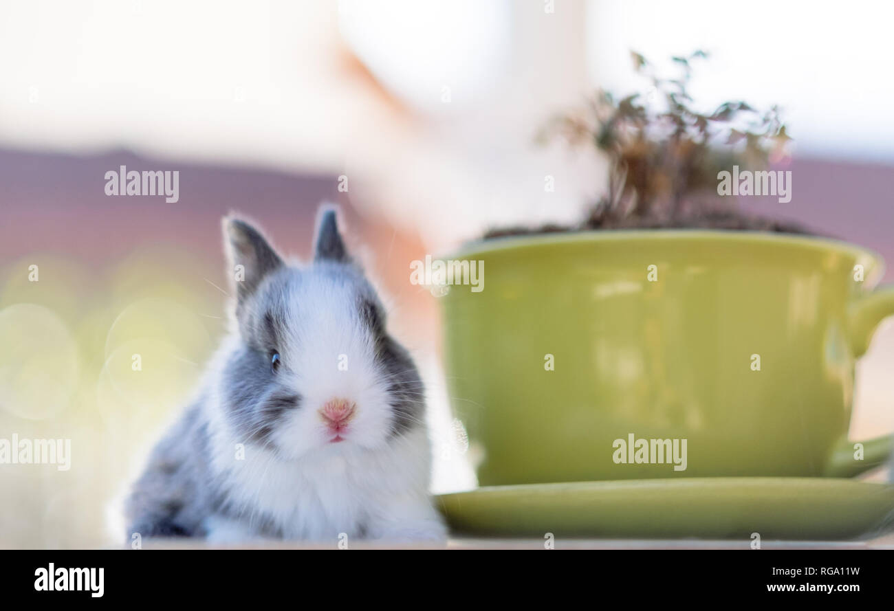 Adorable bunny hi-res stock photography and images - Alamy