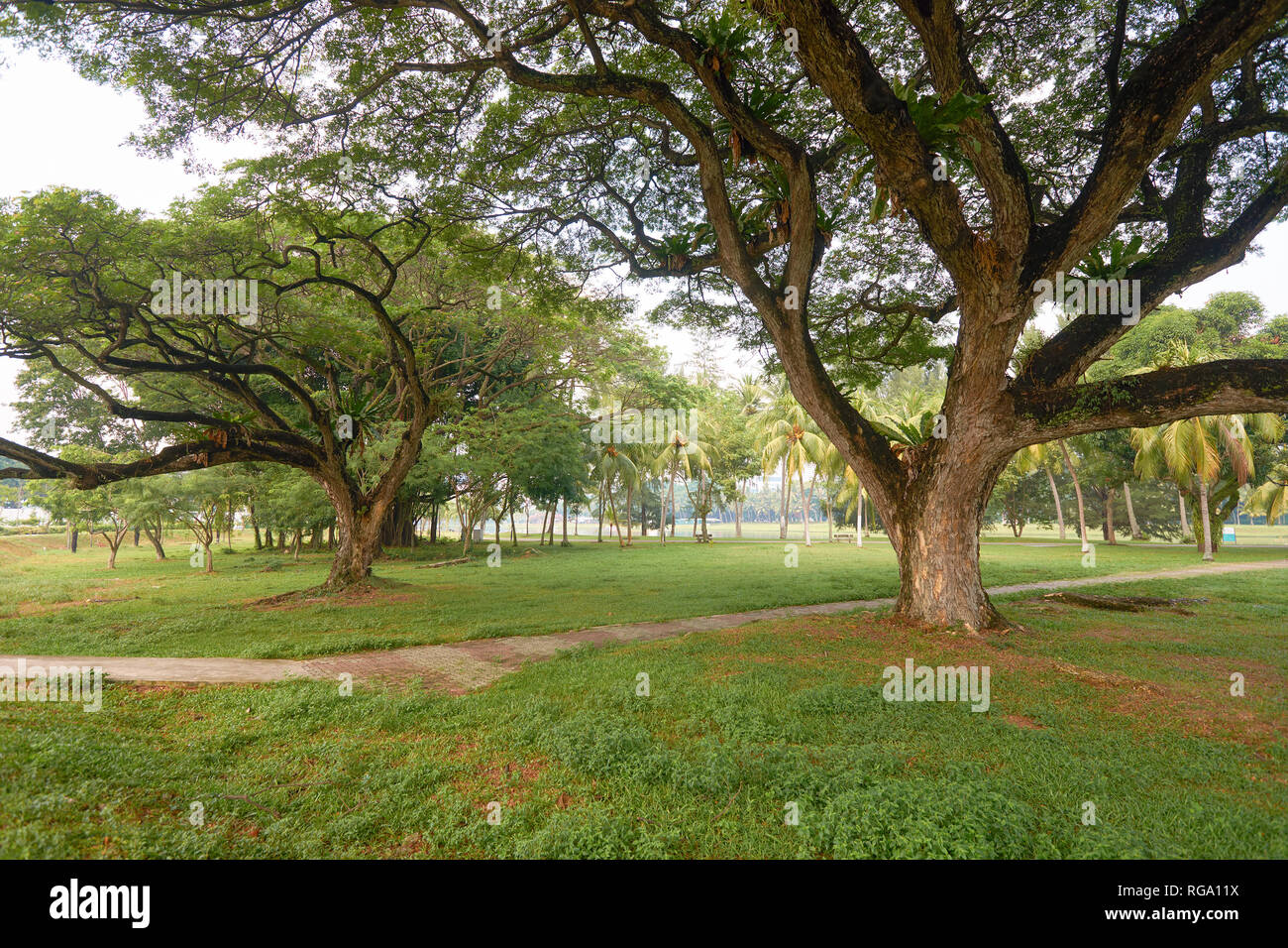 Trees in a park in Singapore Stock Photo - Alamy
