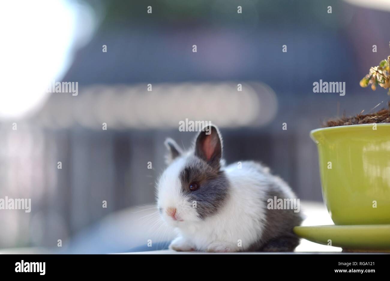 Adorable bunny hi-res stock photography and images - Alamy