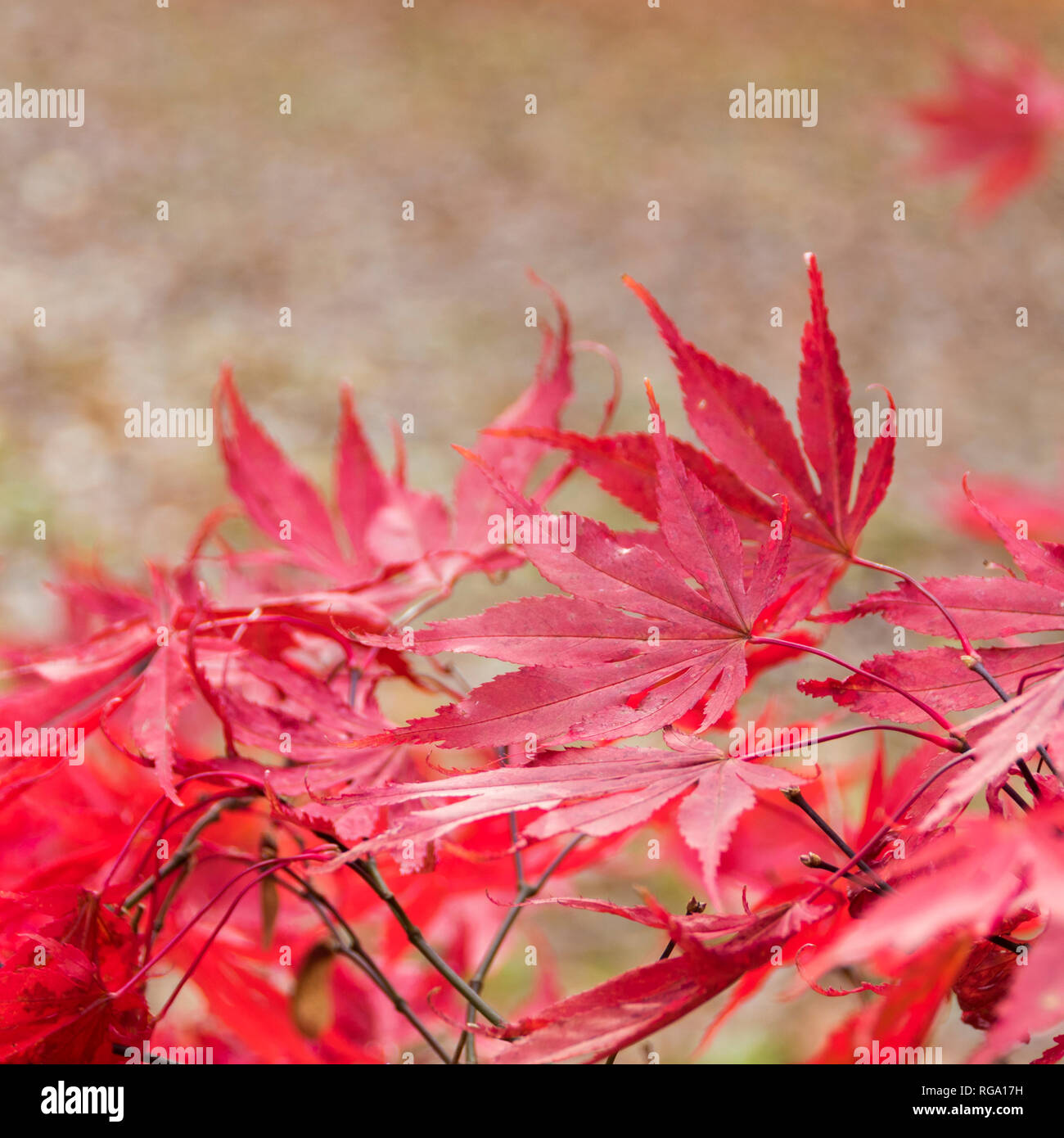 Japanese maple trees hi-res stock photography and images - Alamy