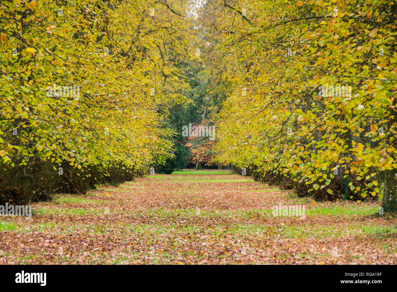 Avenue of Autumnal trees Stock Photo - Alamy