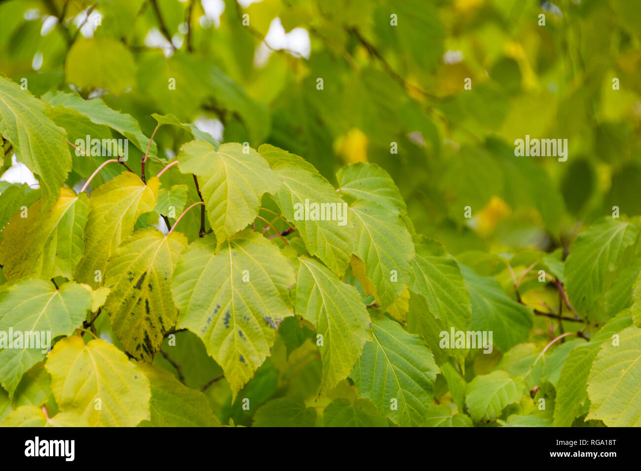 Turn leaves hi-res stock photography and images - Alamy