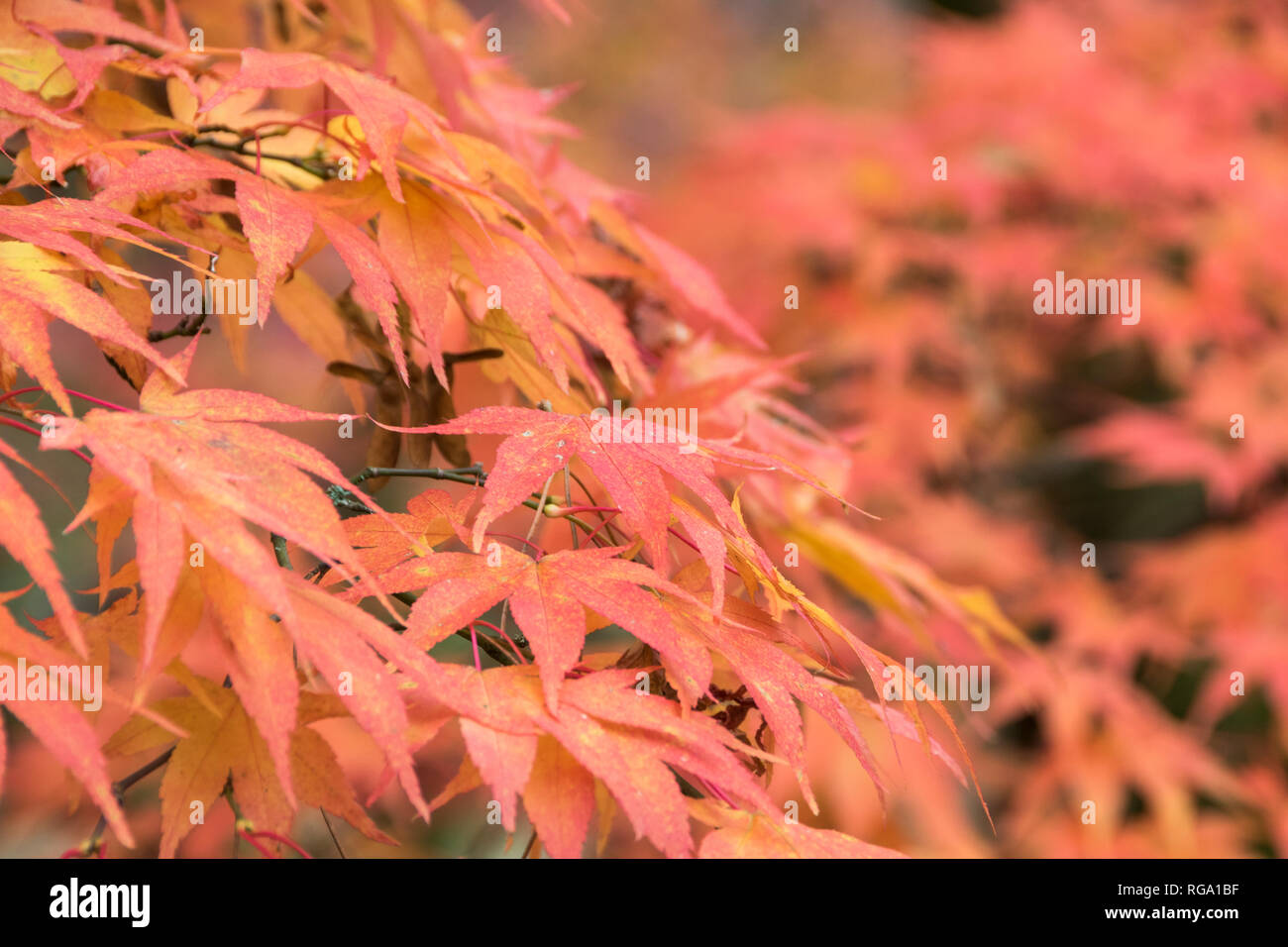 Bright Autumn colours on Acer trees in England Stock Photo - Alamy