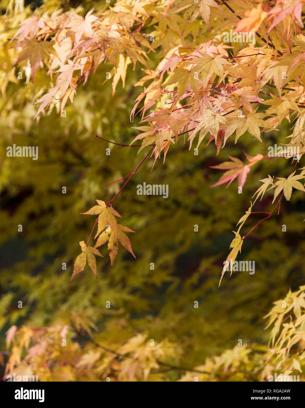 Bright Autumn colours on Acer trees in England Stock Photo - Alamy