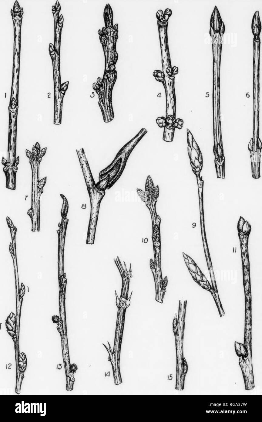 . Bulletin (Pennsylvania Department of Forestry), no. 11. Forests and ...