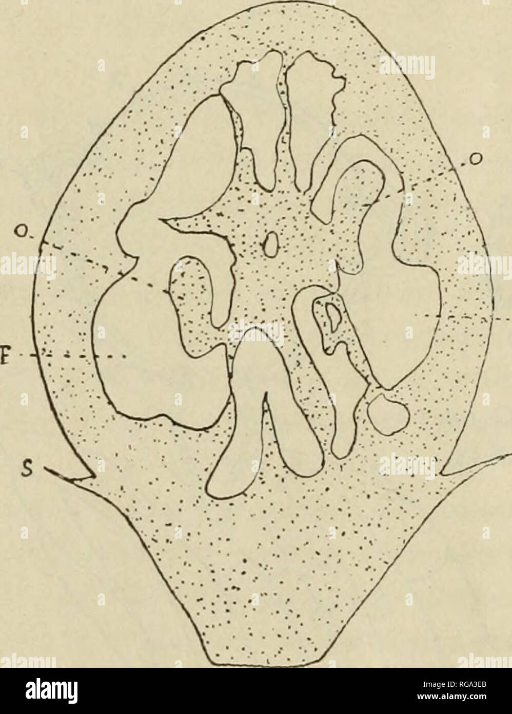 Sticky pollen pollen grains hi-res stock photography and images - Alamy