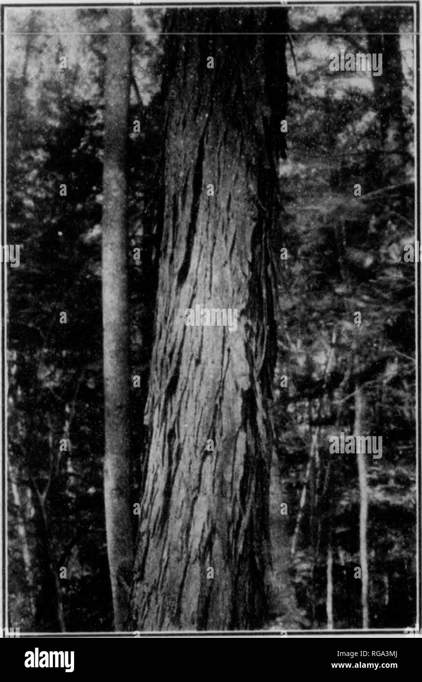 Shag bark hickory Black and White Stock Photos & Images - Alamy