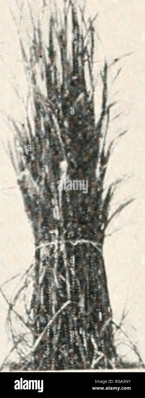 Kainite High Resolution Stock Photography and Images - Alamy