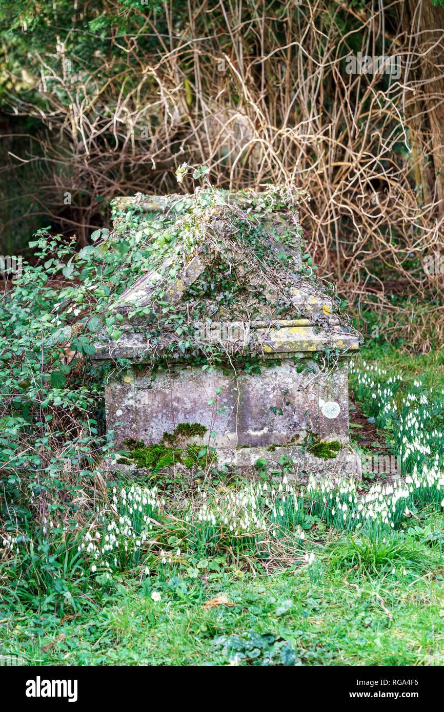 Old overgrown grave with Snowdrops Stock Photo - Alamy