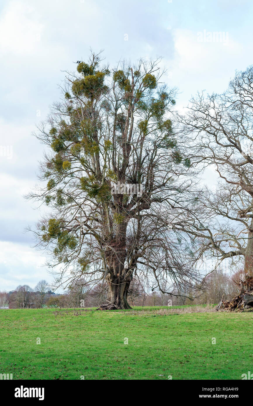 Parasitic plant growing hi-res stock photography and images - Alamy