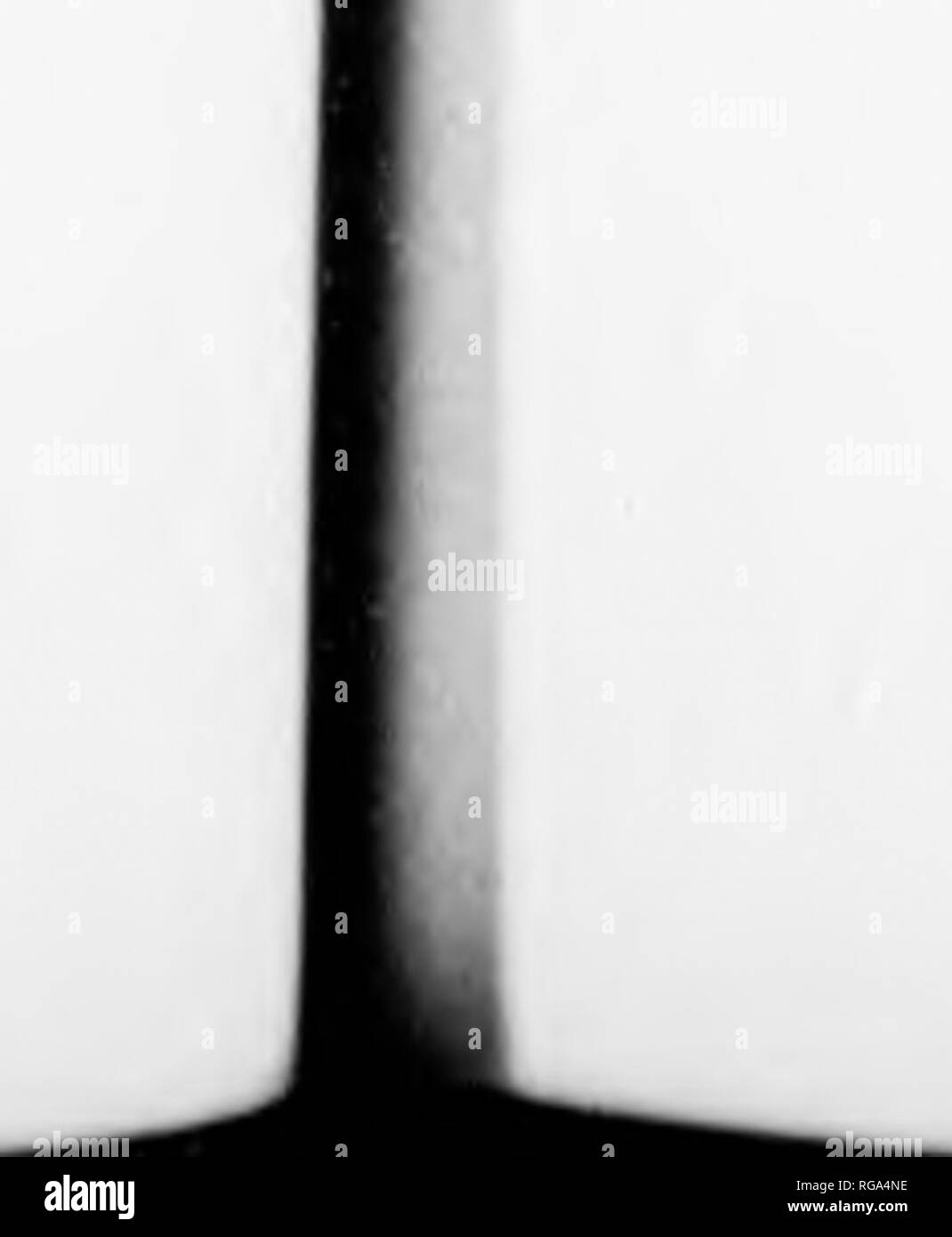 Fibrous root system in ground hi-res stock photography and images - Alamy