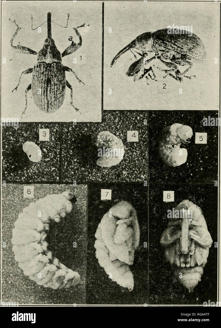 . Bulletin : report of Agricultural Experiment Station, Agricultural ...