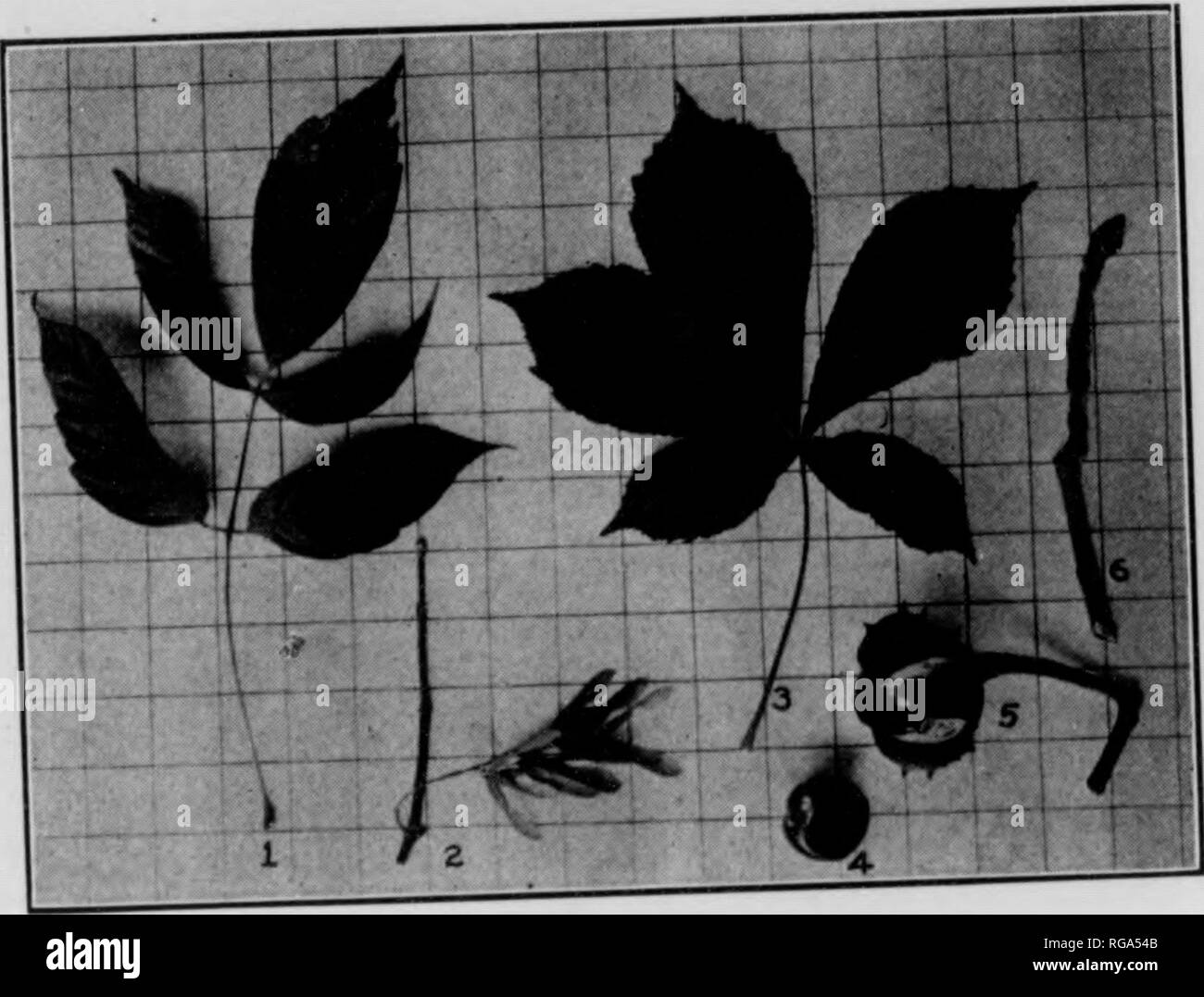 Green ash keys Black and White Stock Photos & Images - Alamy