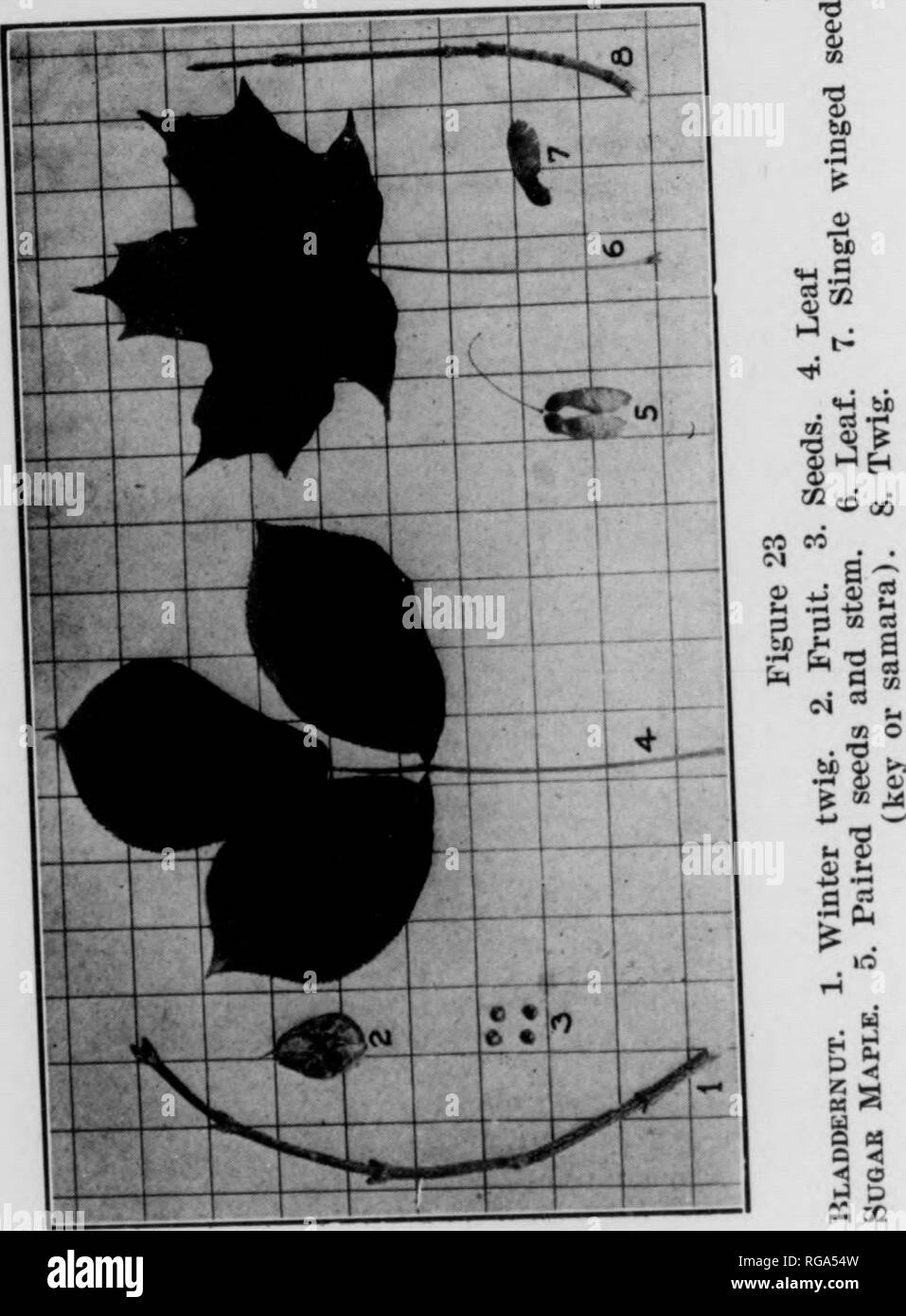 Acer Rubrum Flower High Resolution Stock Photography and Images - Alamy