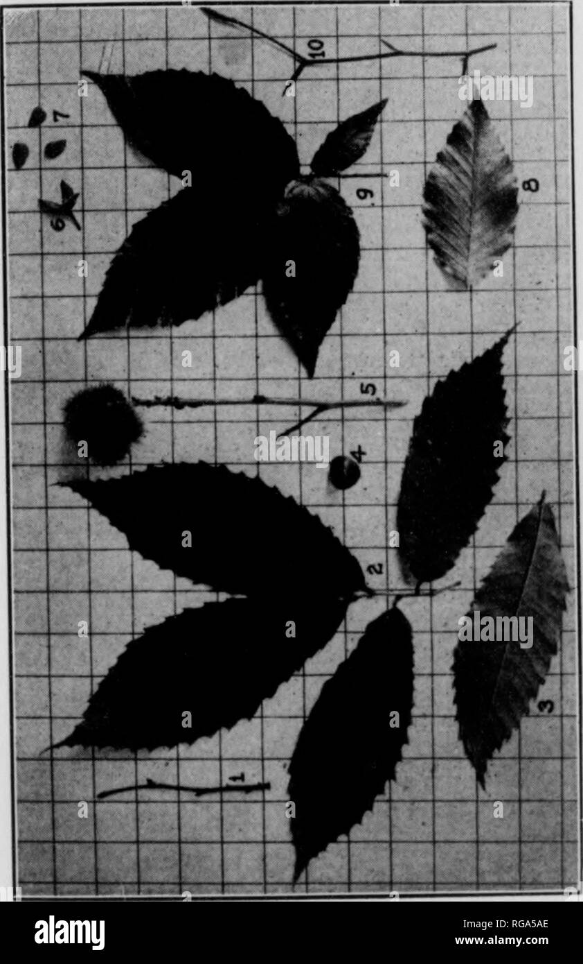 Hazelnut tree leaves Black and White Stock Photos & Images - Alamy