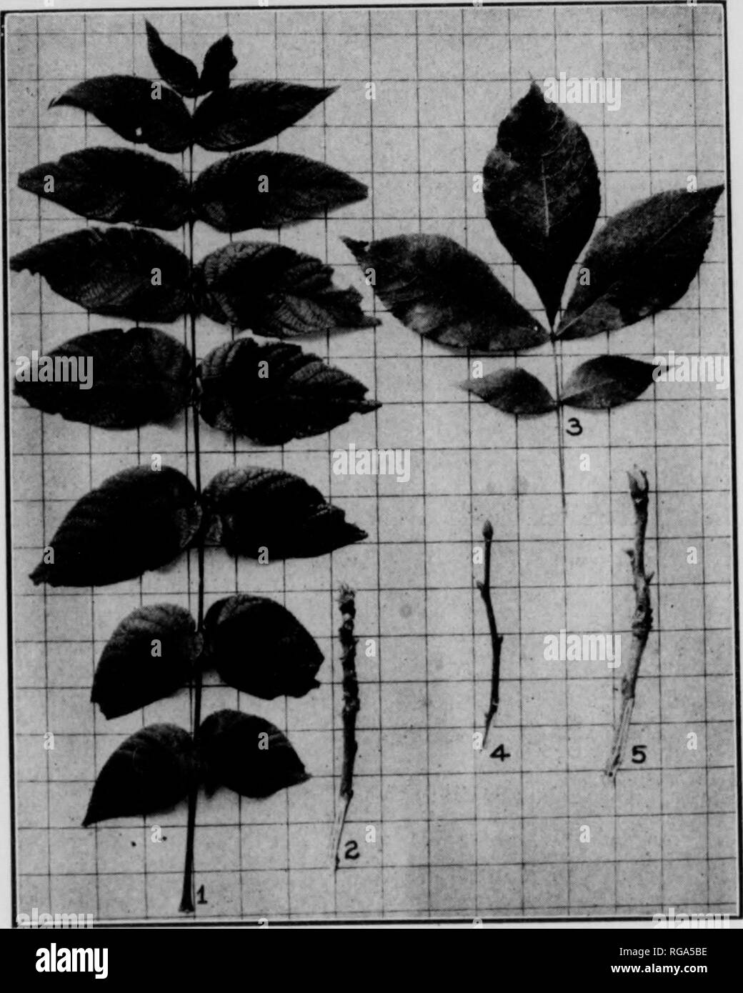 Leaflet no 9 Black and White Stock Photos & Images - Alamy