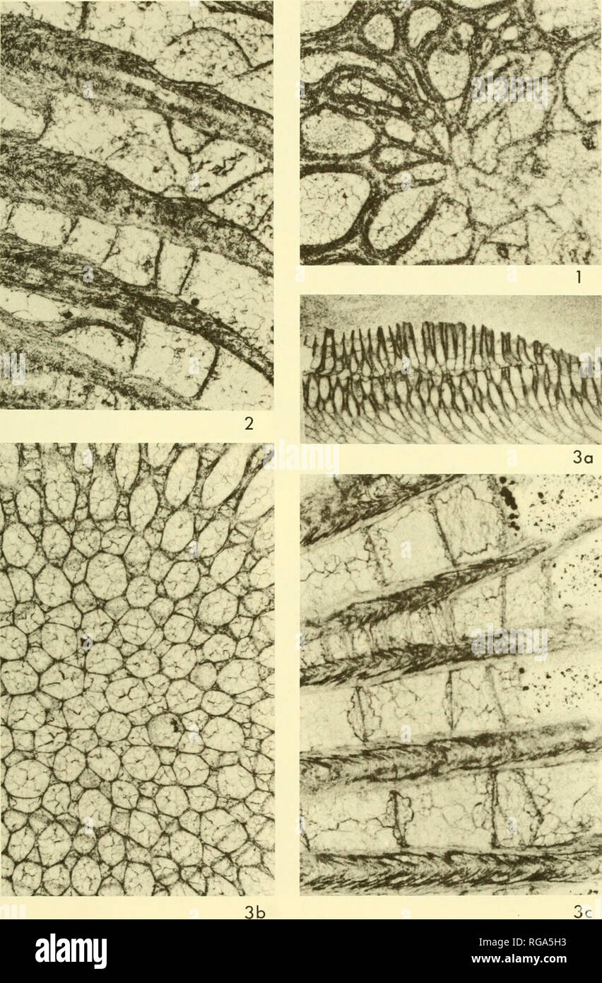 . Bulletins of American paleontology. Bull. Amer. Paleont., Vol. 76 ...