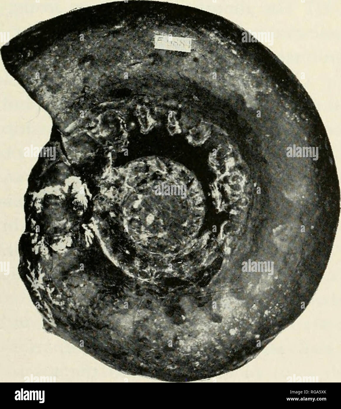 . Bulletins of American paleontology. New Guinea Ammonites: Westermann ...