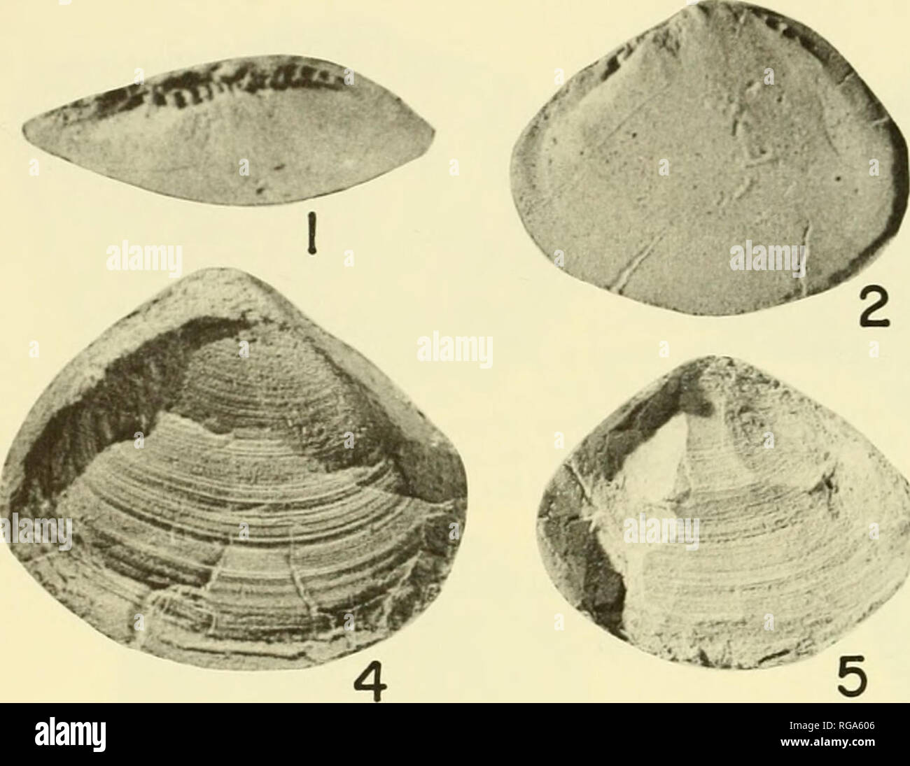 . Bulletins of American paleontology. Bull. Amer. Paleont., Vol. 74 ...