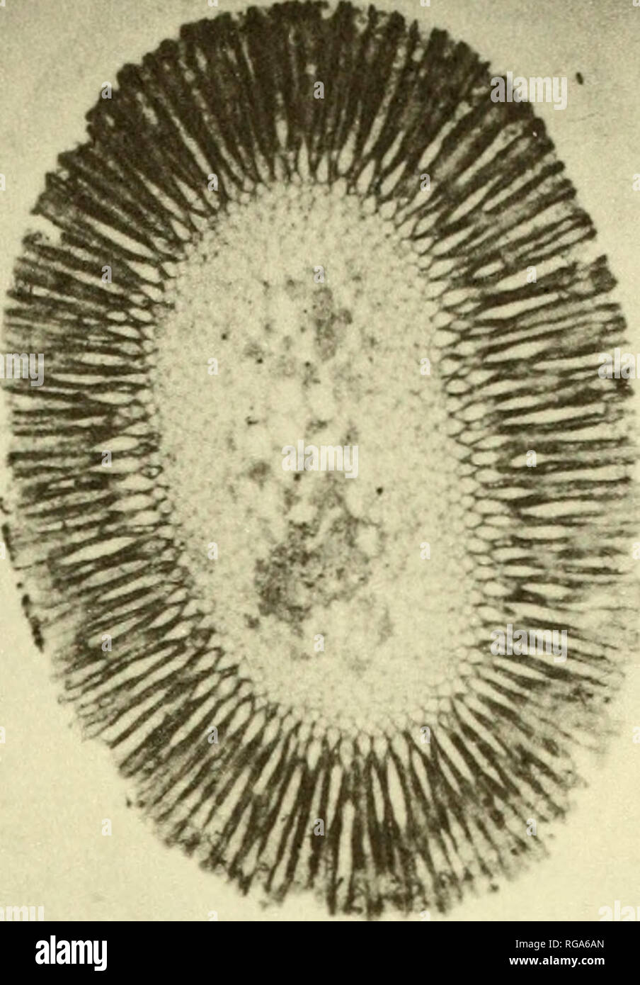 . Bulletins of American paleontology. Bull. Amer. Paleont., Vol. 76 ...