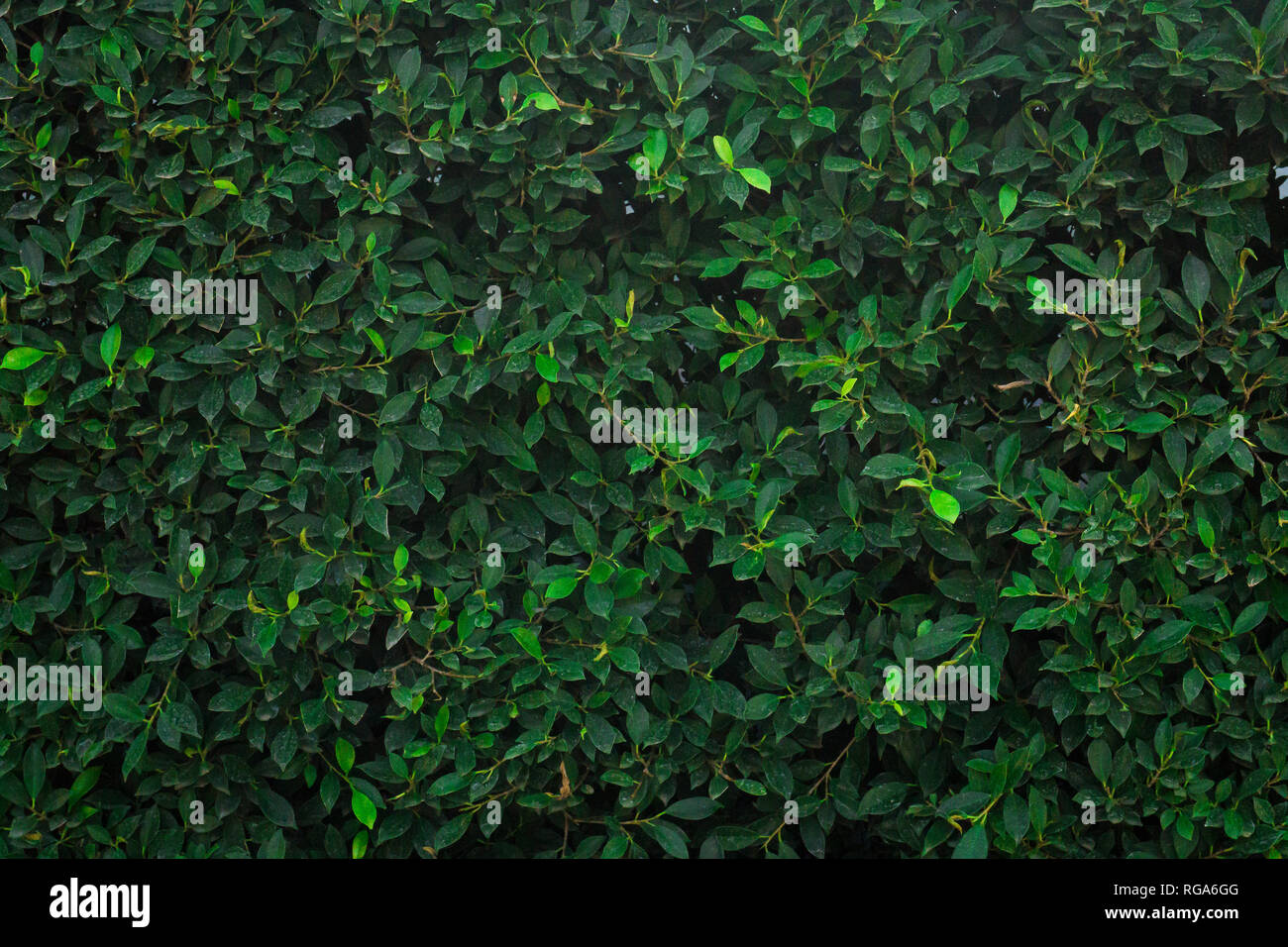 Green tree wall for closeup textured background pattern Stock Photo - Alamy