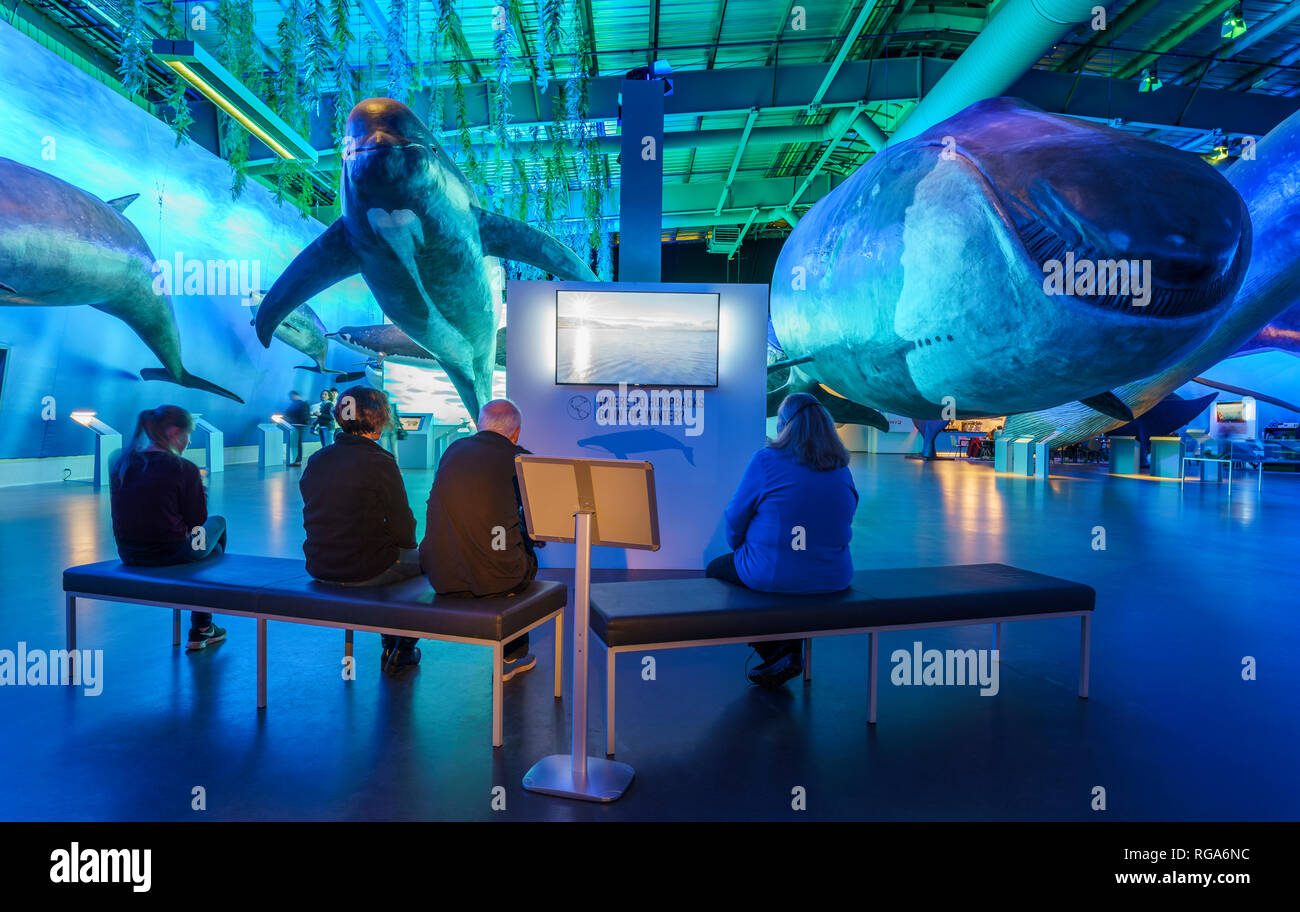 Whale Museum, Reykjavik, Iceland Stock Photo - Alamy