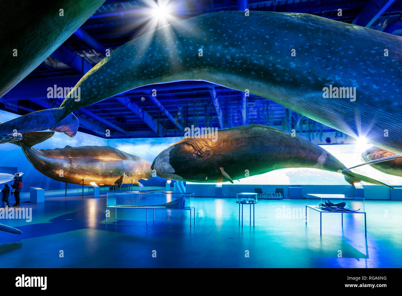 Whales museum reykjavik hi-res stock photography and images - Alamy