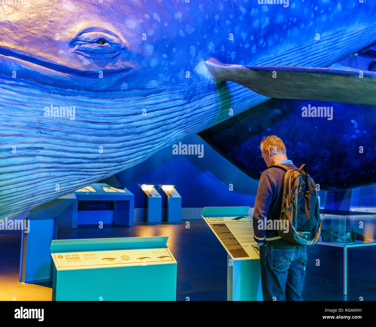 Whale Museum, Reykjavik, Iceland Stock Photo - Alamy