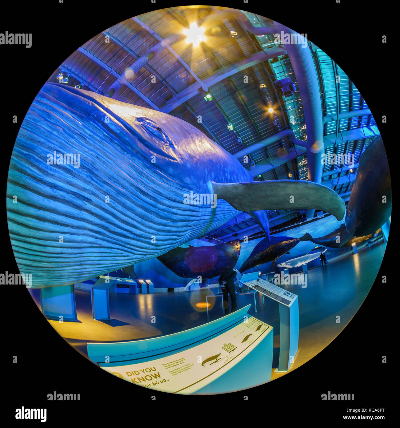 Whale Museum, Reykjavik, Iceland Stock Photo - Alamy