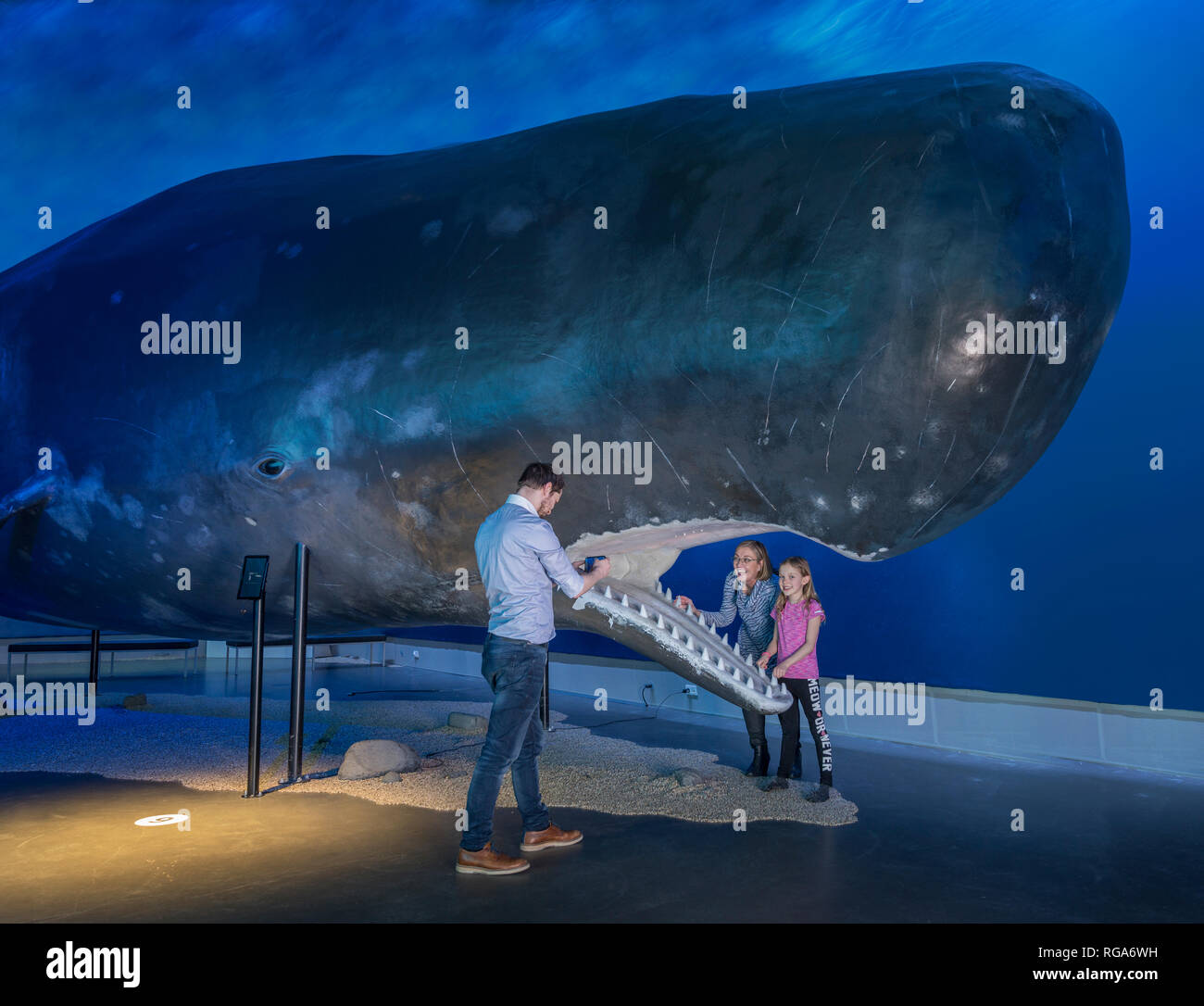 Whale Museum, Reykjavik, Iceland Stock Photo - Alamy