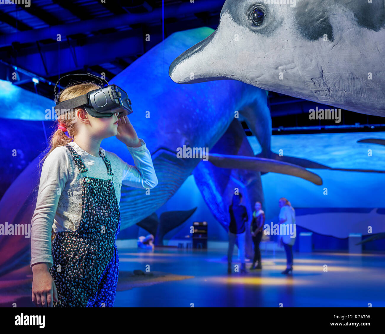 Whales museum reykjavik hi-res stock photography and images - Alamy