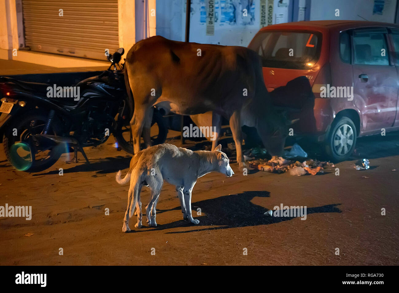 Animals in slums hi-res stock photography and images - Alamy