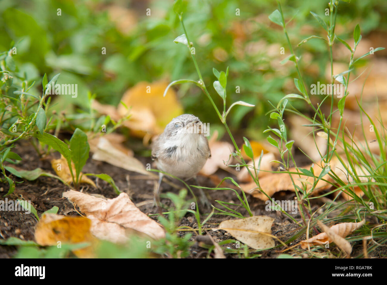 Life in summer hi-res stock photography and images - Alamy