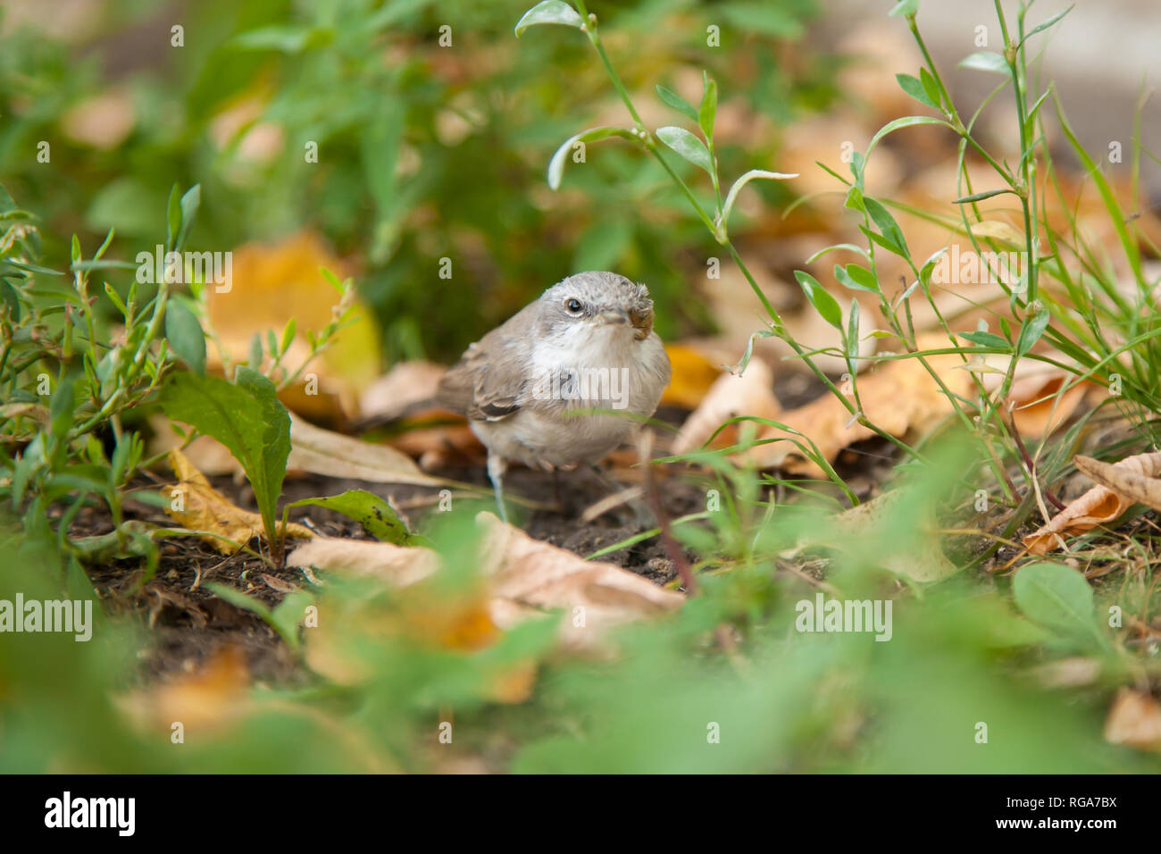 Life in summer hi-res stock photography and images - Alamy