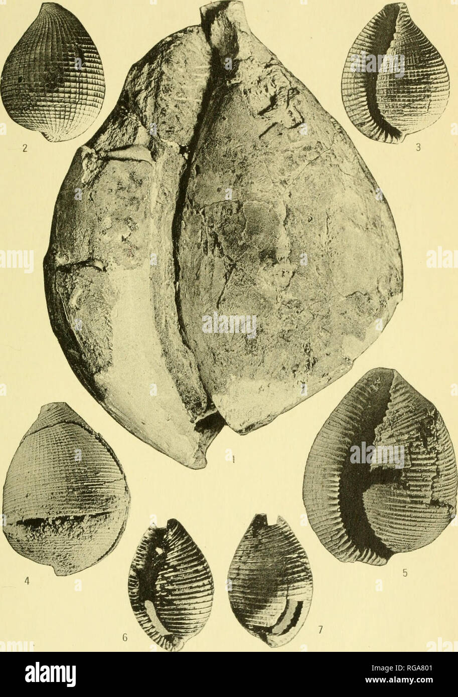 . Bulletins of American paleontology. PL. 11, Vol. 27 Bull. Amer ...