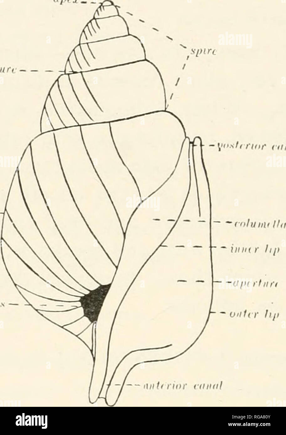 . Bulletins of American paleontology. 94 Bulletin 95 94 tod,/ ulwrl ...