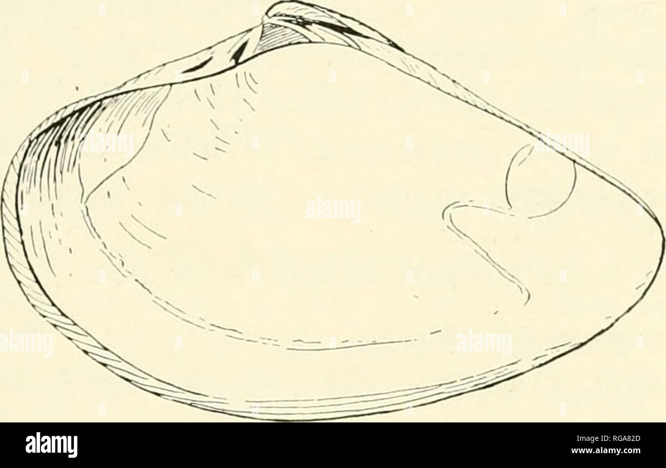 Showing characteristic markings hi-res stock photography and images - Alamy