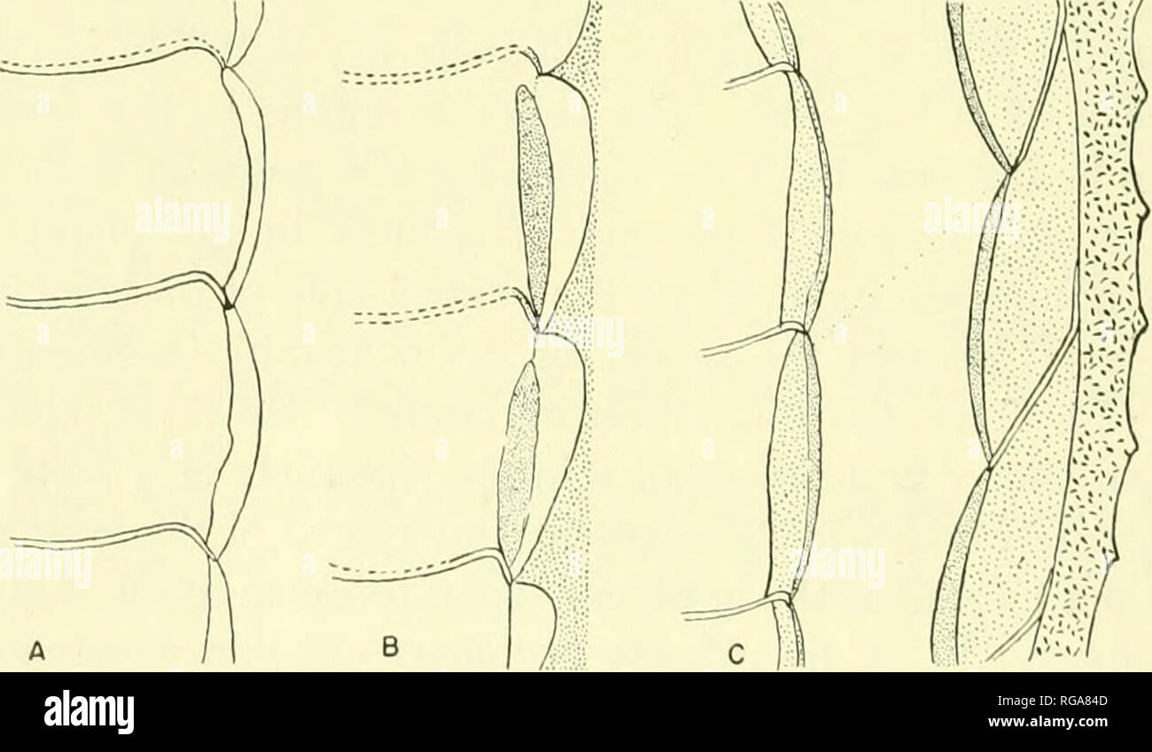 Siphuncle Stock Photos & Siphuncle Stock Images - Alamy